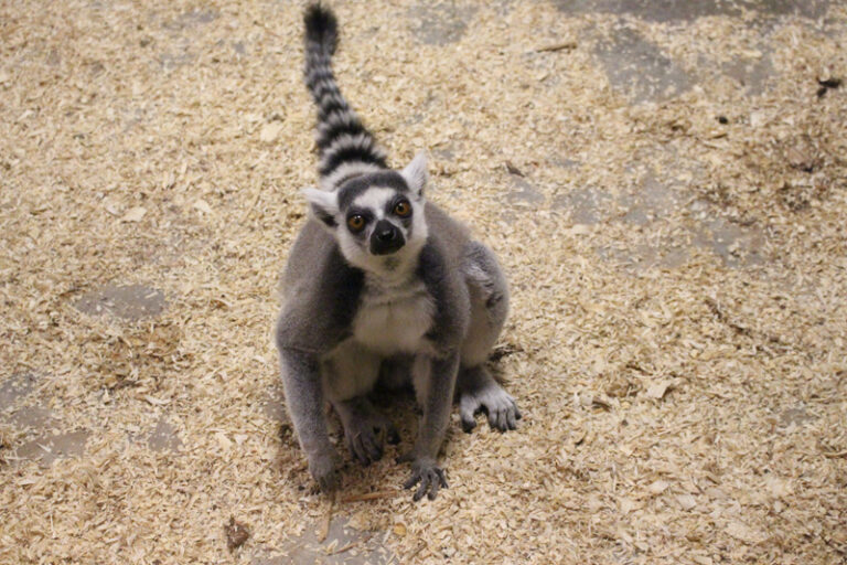 Branson Animal Adventure Park and Aquarium - XD Motion Ride Theatre
